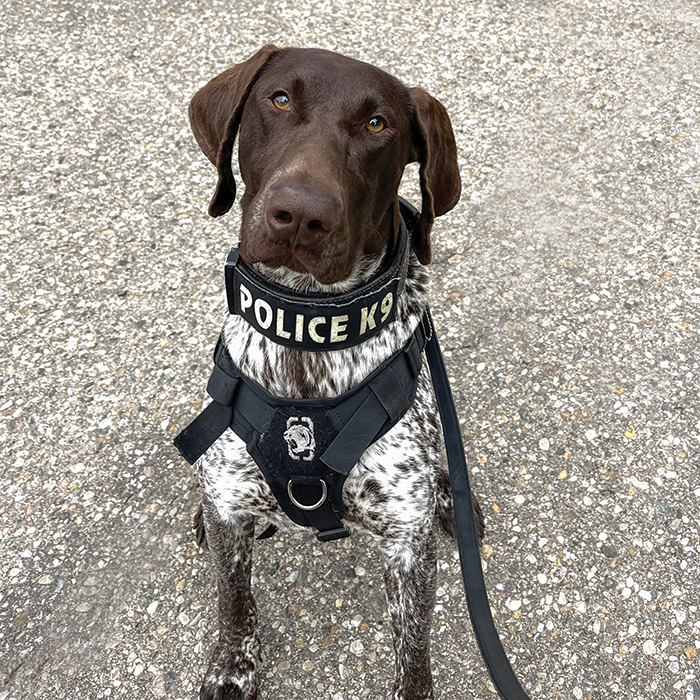 Enhancing Security & Safety Grand Blanc High School Welcomes K9 Officer ...