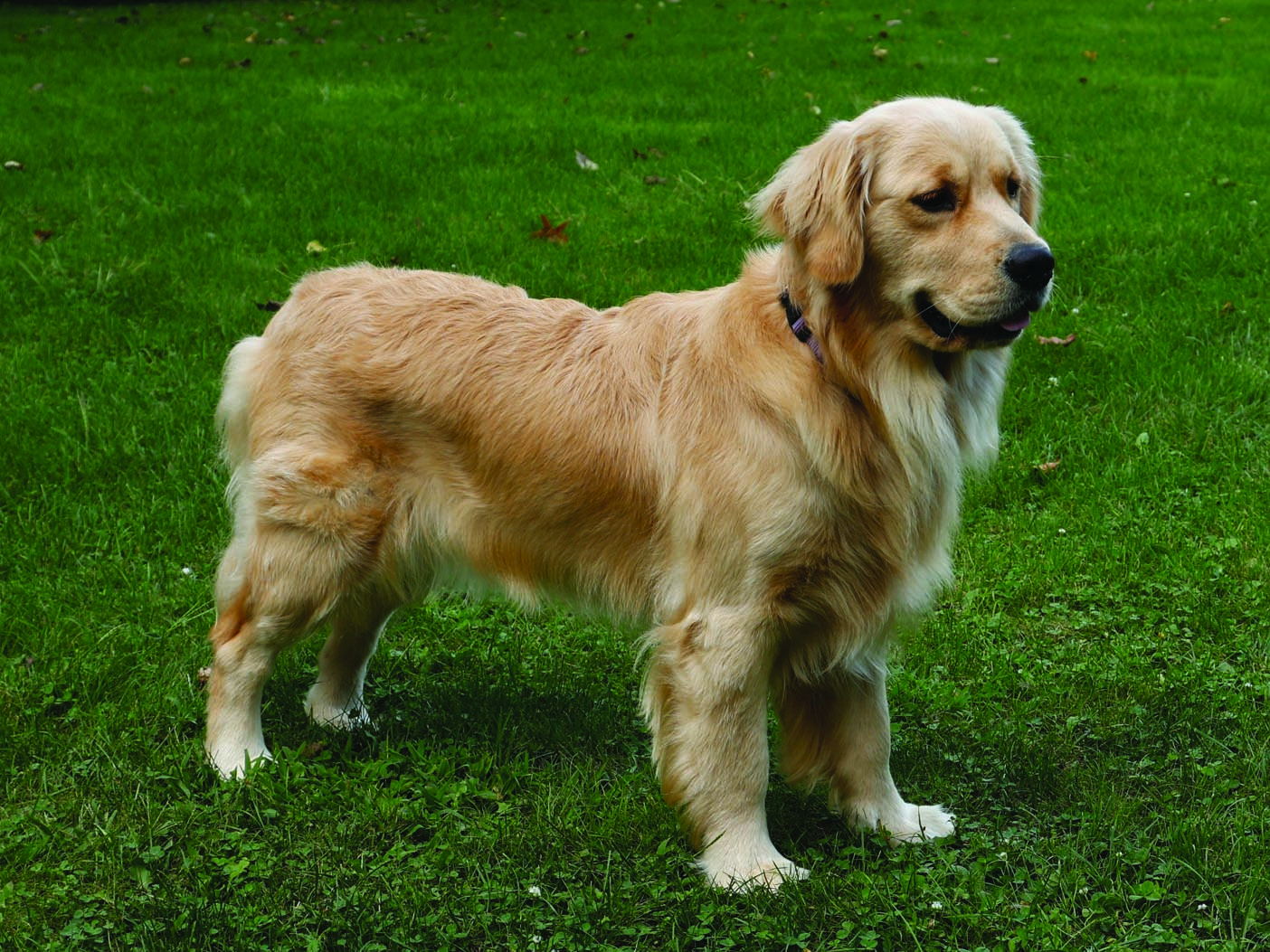 21 - Violet - My City Magazine