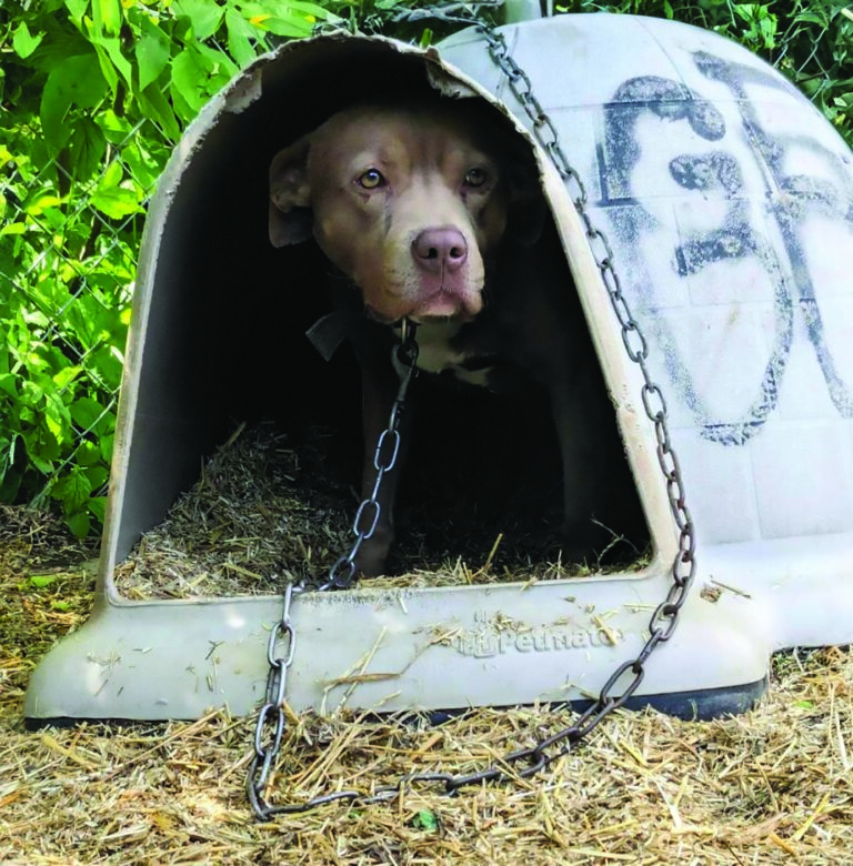 UnChainedGreater Flint Dog Outreach & Rescue - My City Magazine