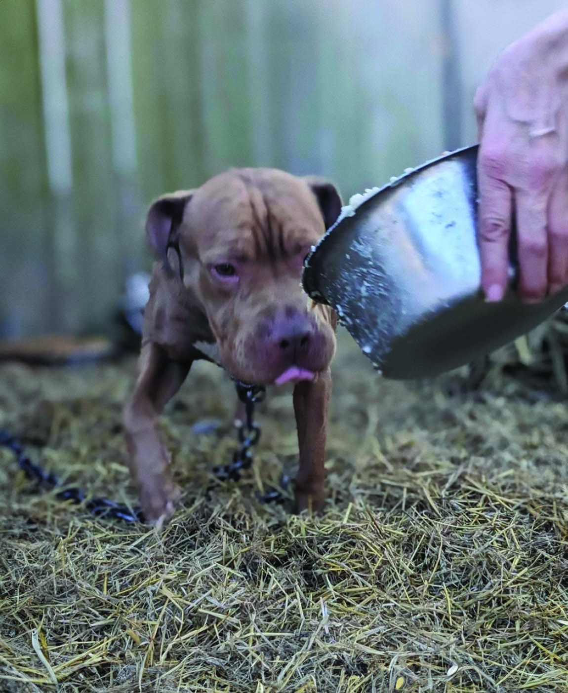 UnChainedGreater Flint Dog Outreach & Rescue - My City Magazine