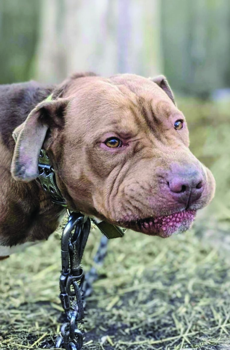 UnChainedGreater Flint Dog Outreach & Rescue - My City Magazine